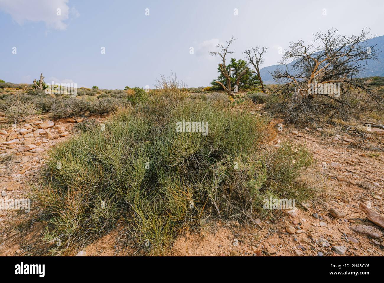 Mormon Tea plant (genus Ephedra), a woody shrub in the middle of desert ...