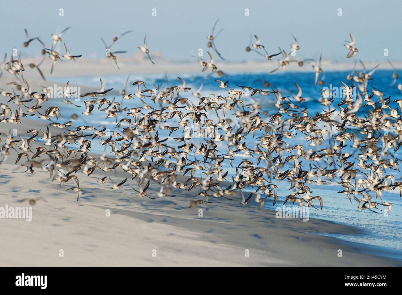Dunlin flock in flight Stock Photo - Alamy