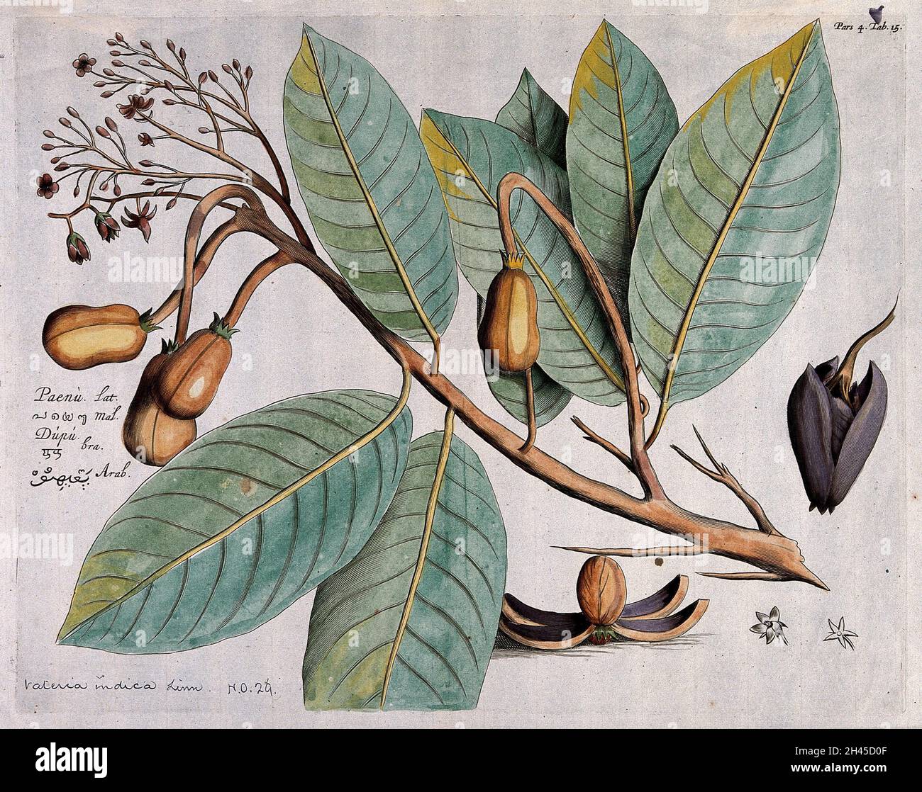 Indian Copal (Vateria indica L.): branch with flowers, leaves and fruit ...