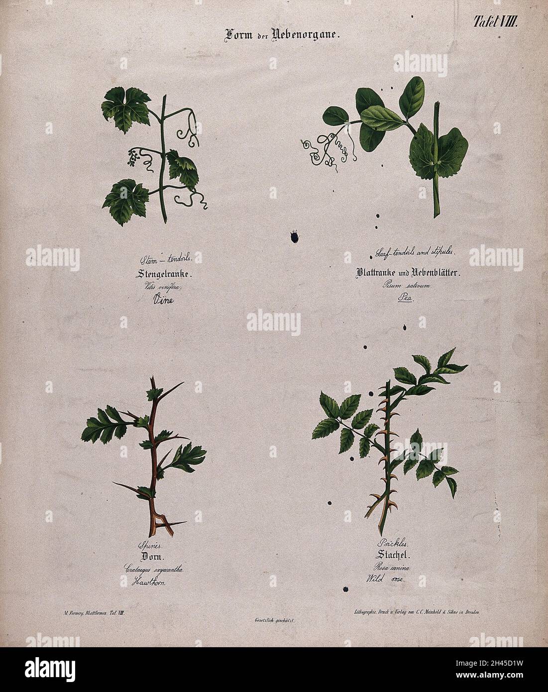 Four plants, all with different forms of tendrils or thorns ...