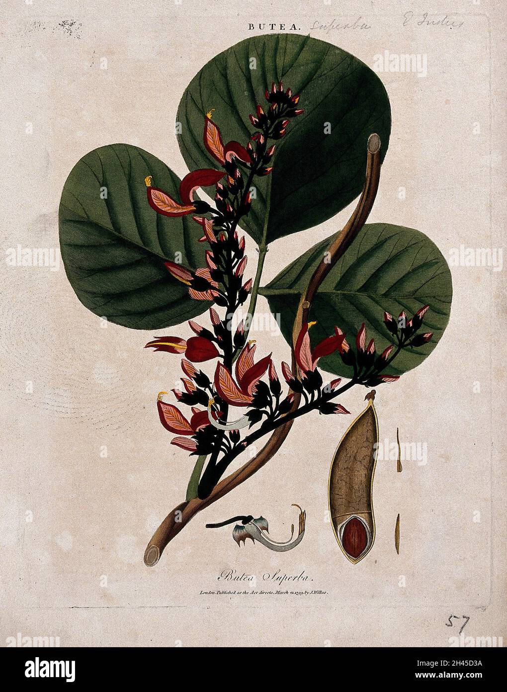 Dhak or palas tree (Butea monosperma): flowering branch with fruit and ...