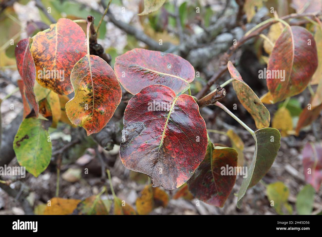 Pyrus communis ‘Black Worcester’ pear Black Worcester - shiny ovate ...