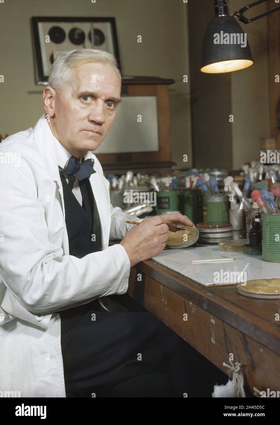 The British bacteriologist Alexander Fleming at work in his laboratory ...