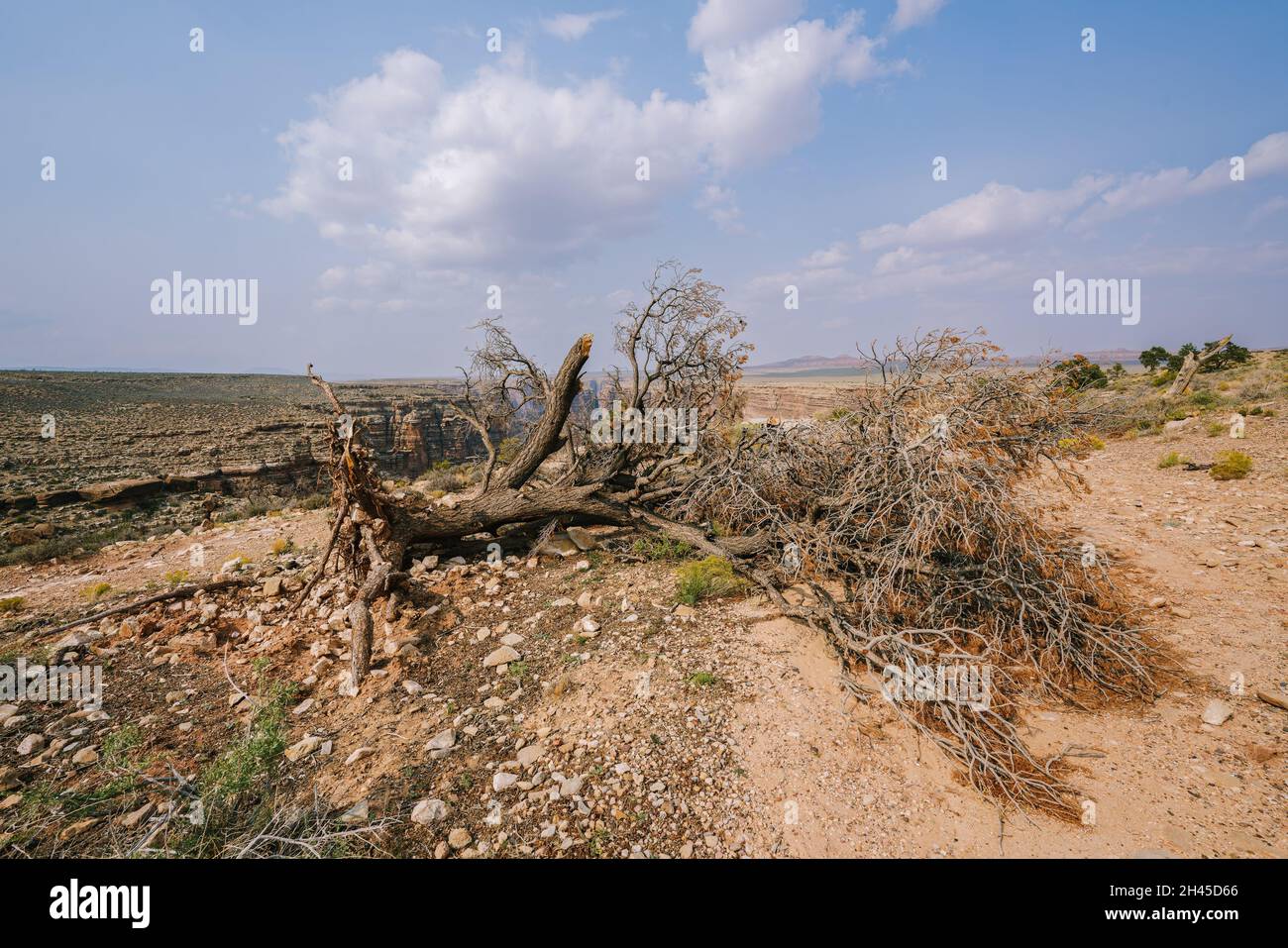 Dry tree in the middle of desert in Arizona, canyon and cloudy sky on ...