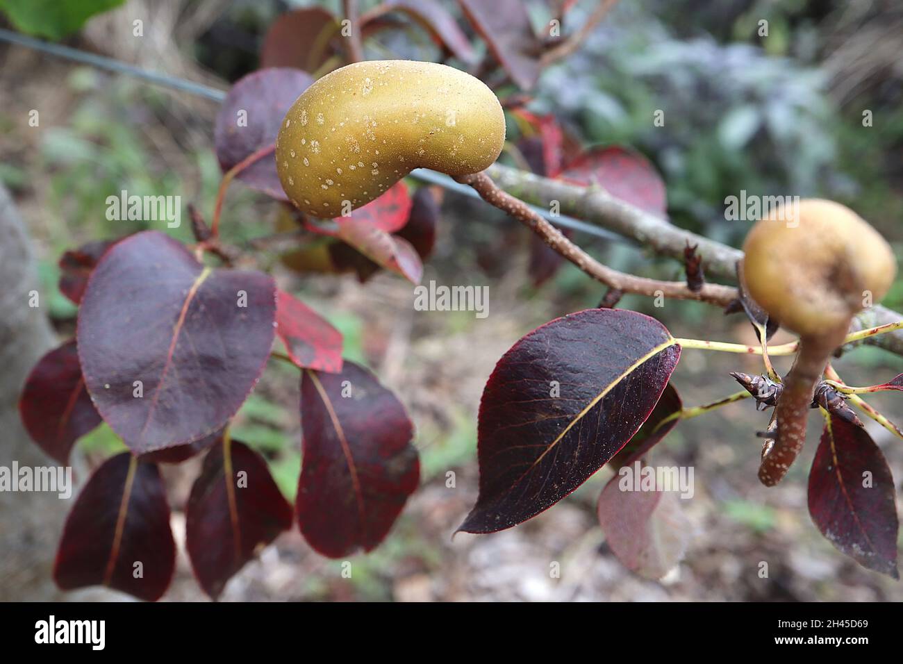 Buff green pear hi-res stock photography and images - Alamy