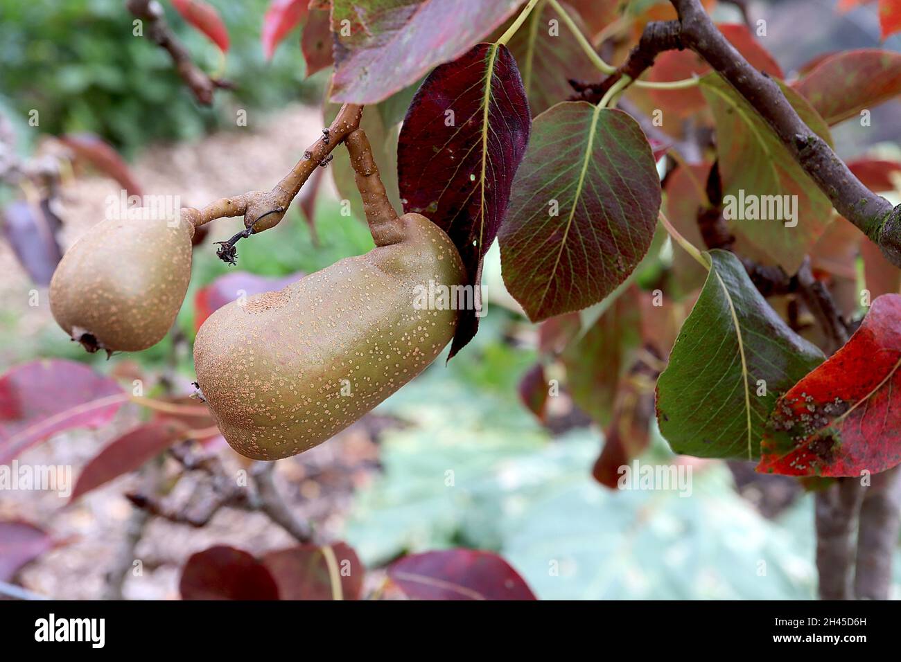 Buff fruit hi-res stock photography and images - Alamy