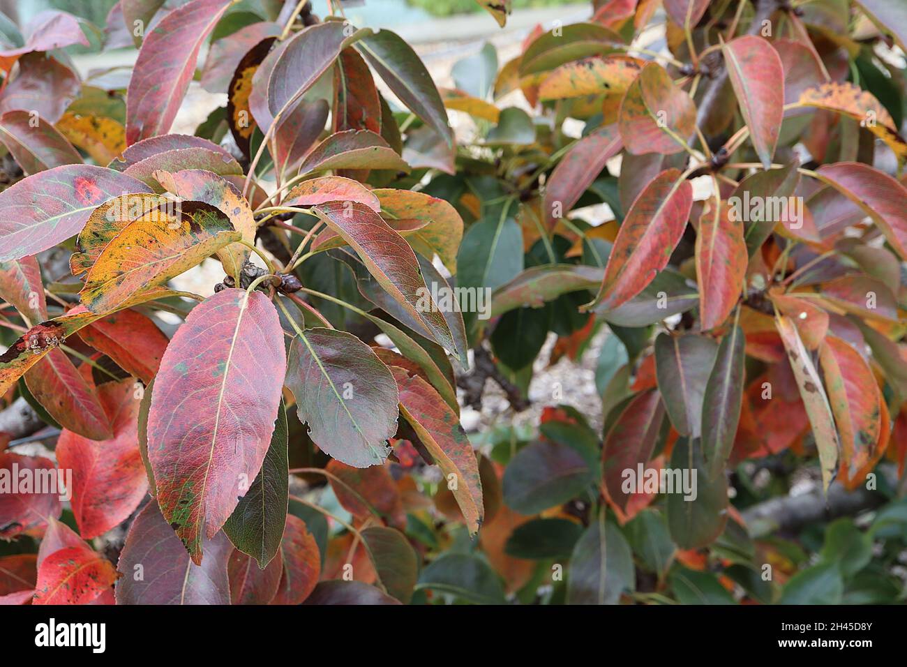 Pyrus communis ‘Uvedale’s St Germain’ pear Uvedale’s St Germain - shiny ...