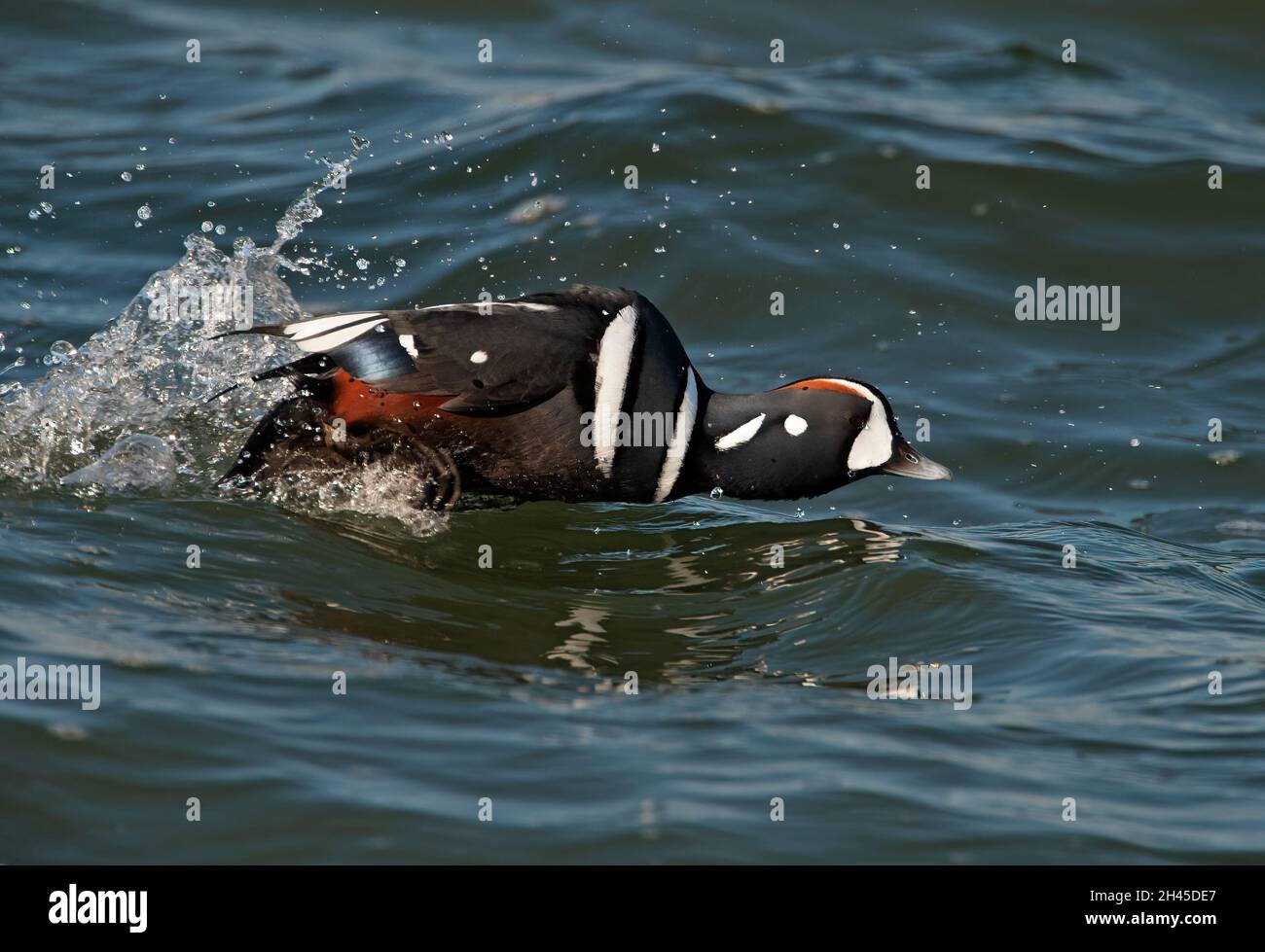 Drake harlequin duck hi-res stock photography and images - Alamy