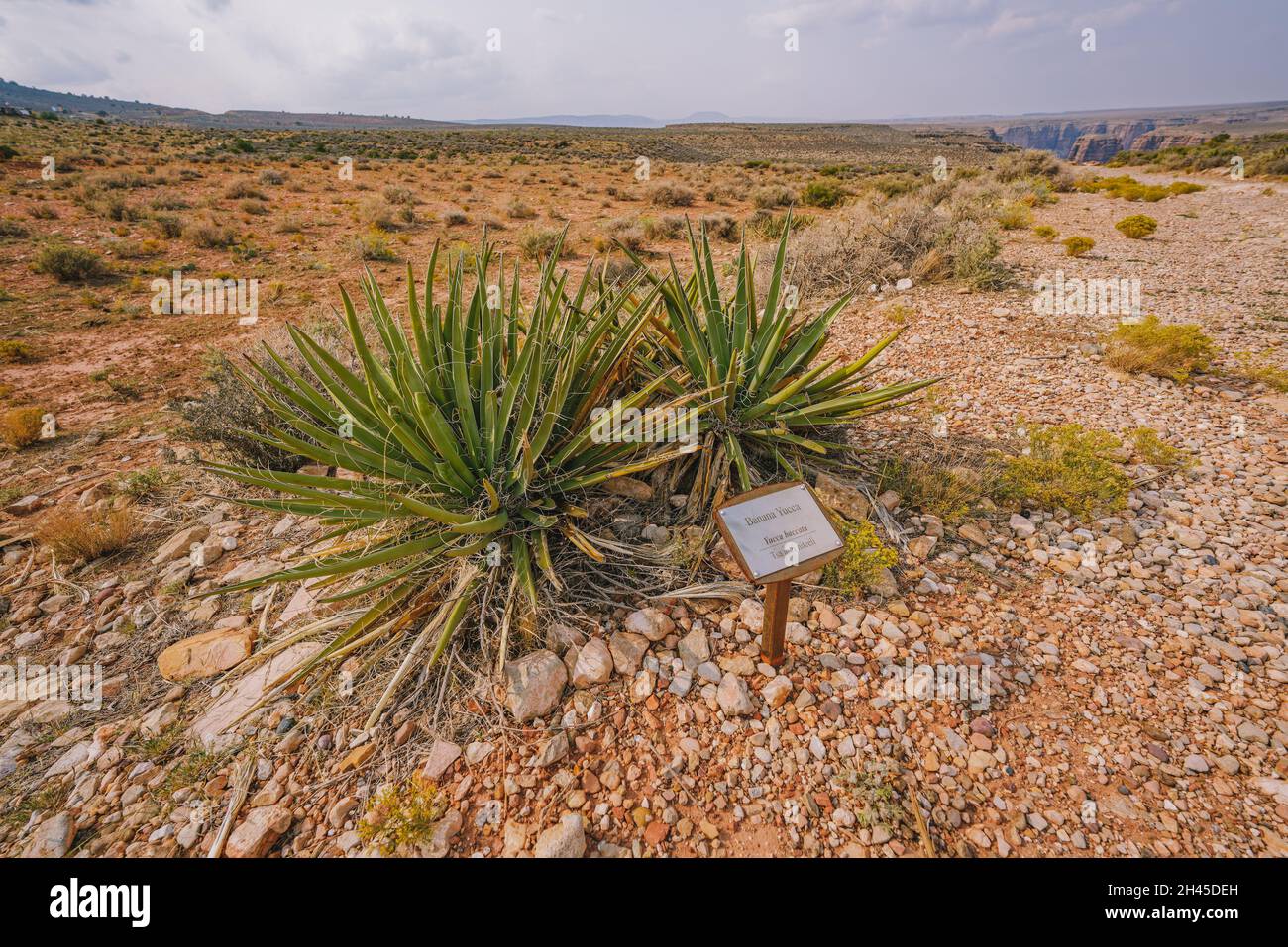Banana Yucca, or Yucca baccata is a common species of yucca native to ...