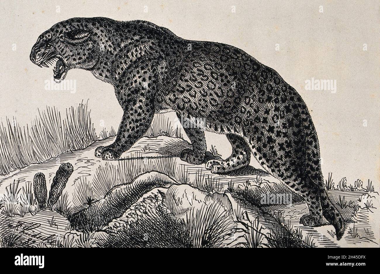 A hissing leopard walking up a mound. Reproduction of an etching by F ...
