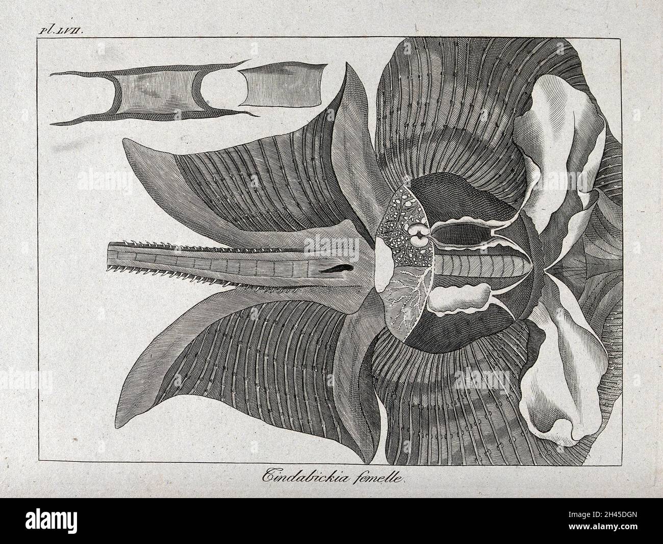 Female anatomy drawing systems hi-res stock photography and images - Alamy