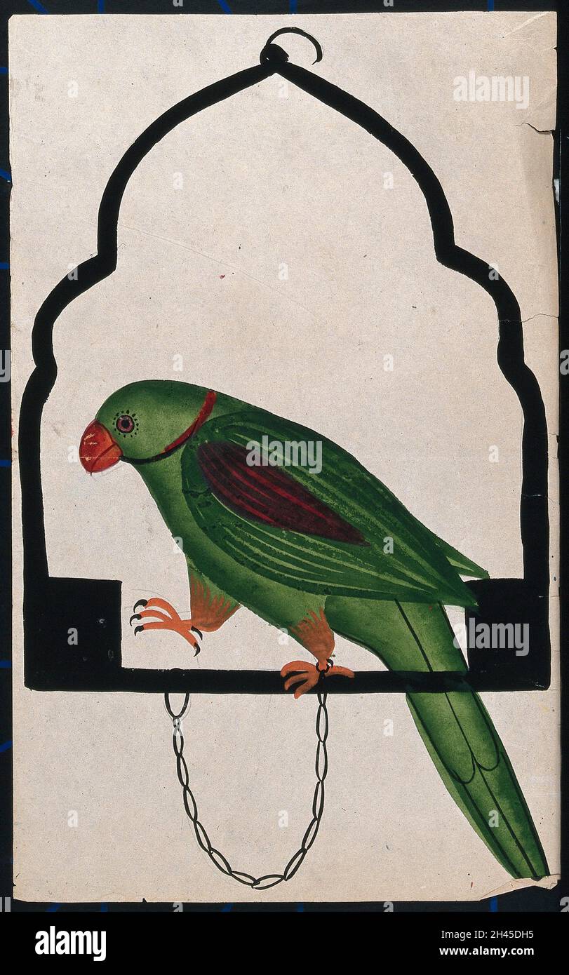 Pet parrot on a perch. Watercolour drawing Stock Photo - Alamy