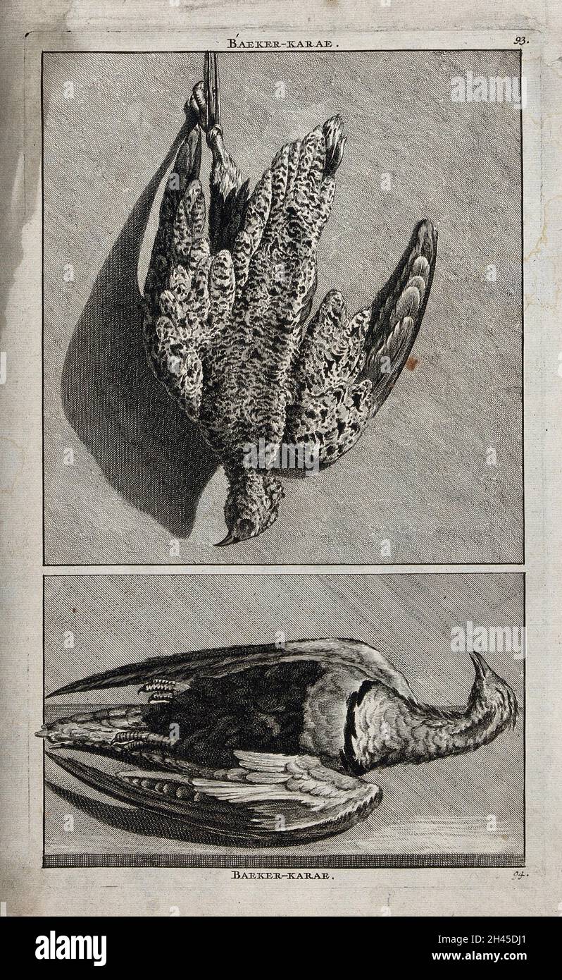 Dead birds: two figures, one showing a bird hanging from its foot, the ...