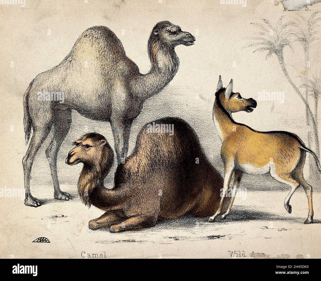 Two camels and a wild ass before palm trees. Coloured chalk lithograph ...