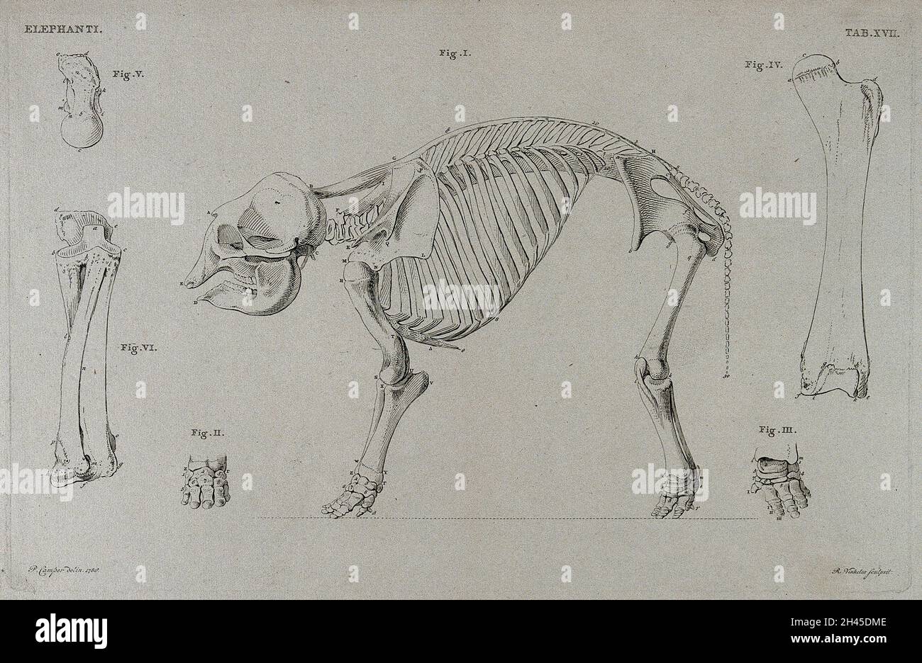Skeleton of an elephant: six figures including a side view of the ...