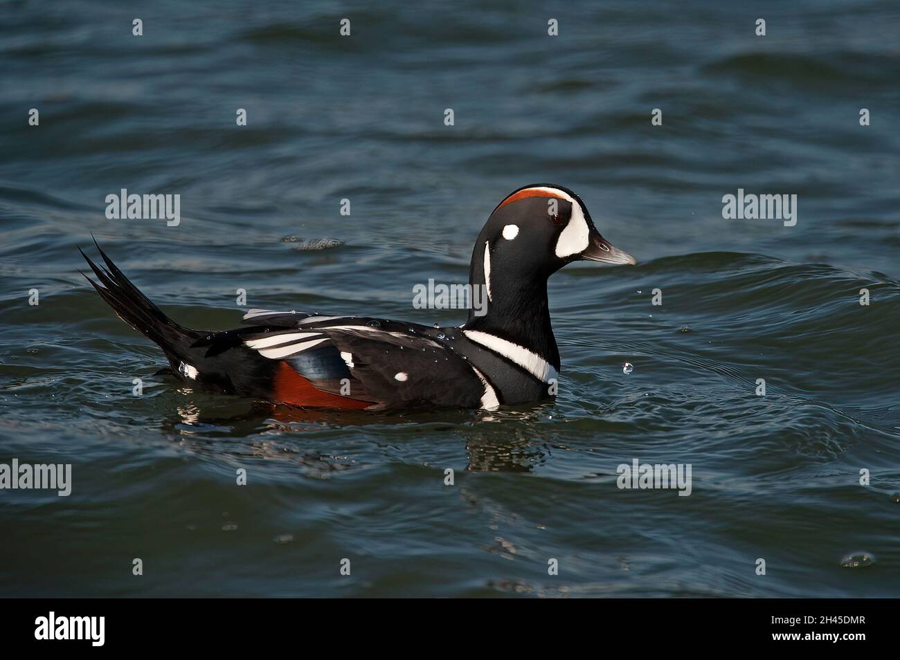 Drake harlequin duck Stock Photo - Alamy
