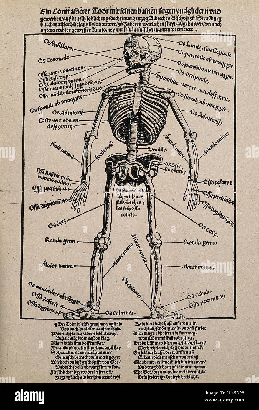 A Human Skeleton Seen From The Front With Labels Giving The Latin A Human Skeleton Seen From The Front With Labels Giving The Latin