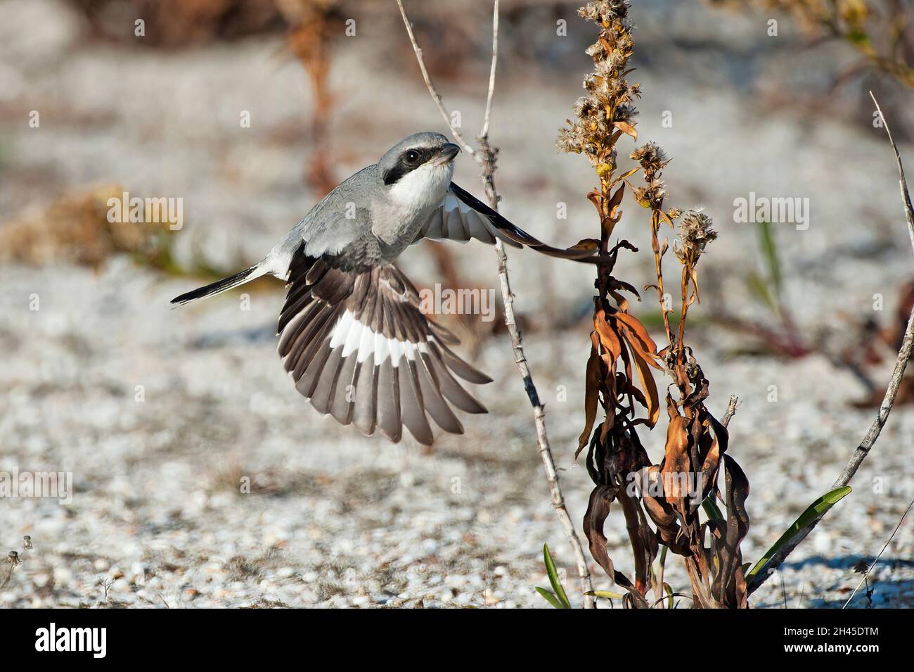 Loggerhead shrike in flight in coastal habitat Stock Photo - Alamy