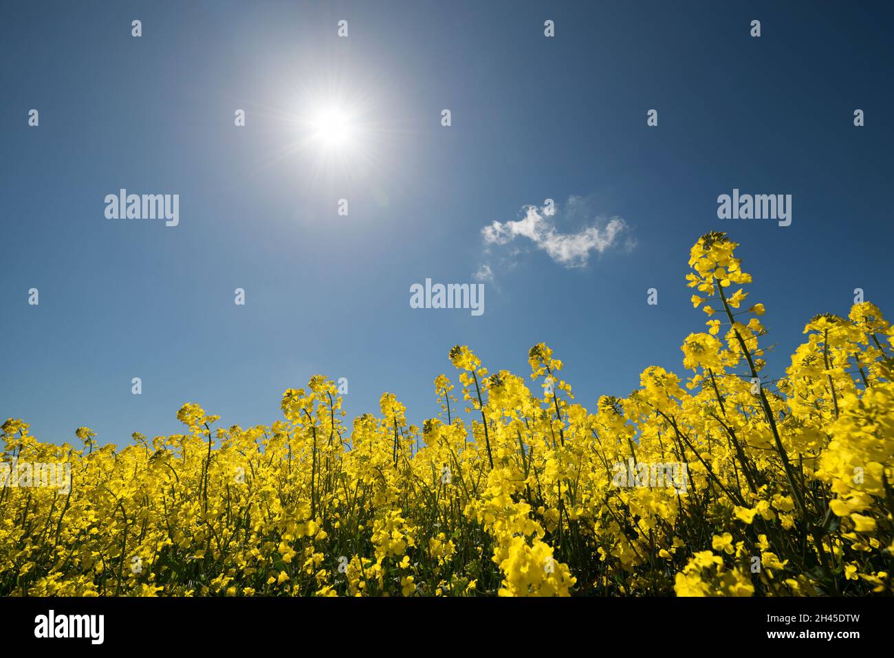 Rape field in Skåne, Sweden Stock Photo - Alamy