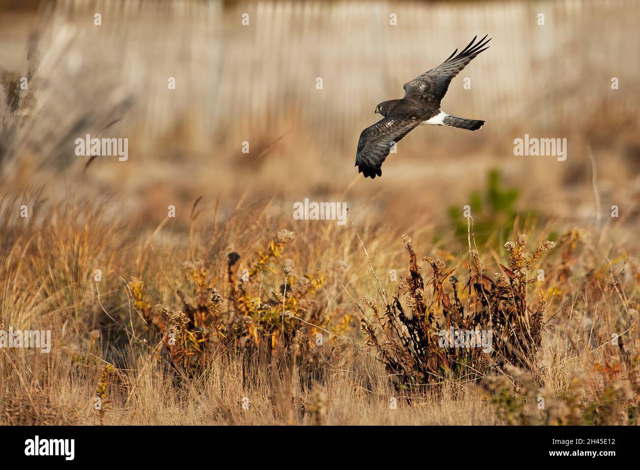 Northern harrier in low flight above dune habitat Stock Photo - Alamy