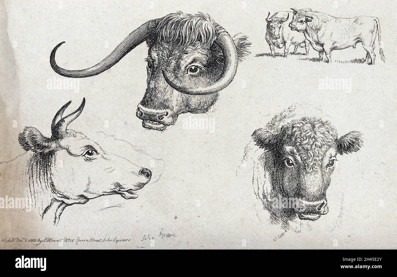 Three cows' heads, including one long horn and a short horn, and a ...