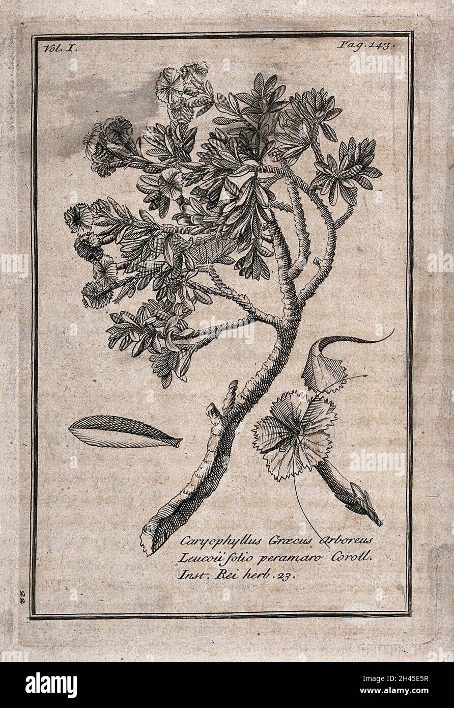 Flower etching hi-res stock photography and images - Alamy