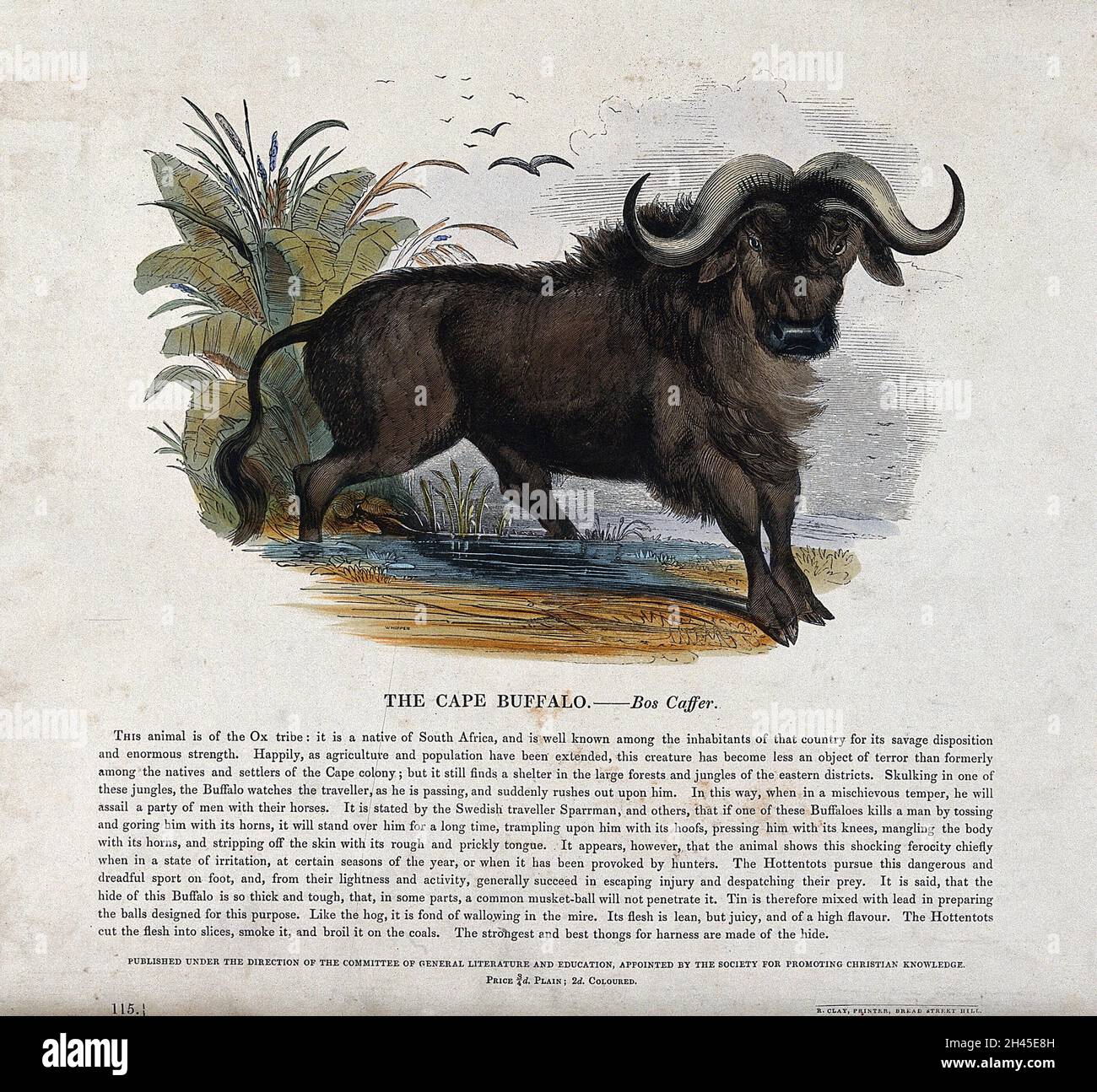 A Cape buffalo standing in shallow water. Coloured wood engraving by J ...
