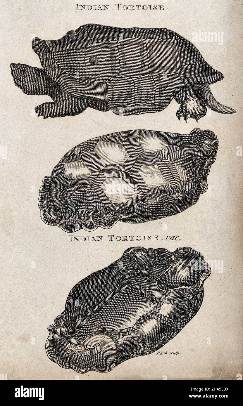 Above, an Indian tortoise; middle, a variegated tortoise; below, the ...