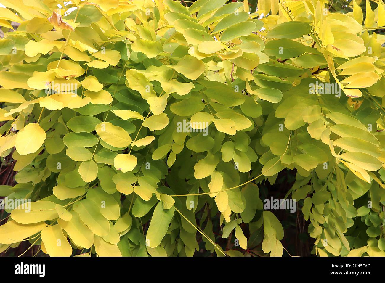 Robinia pseudoacacia black locust – yellow green obovate leaves, autumn ...