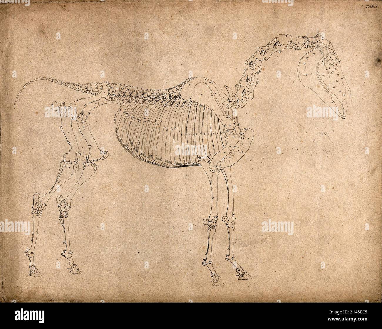 Skeleton of a horse: outline drawing, side view. Engraving with etching ...