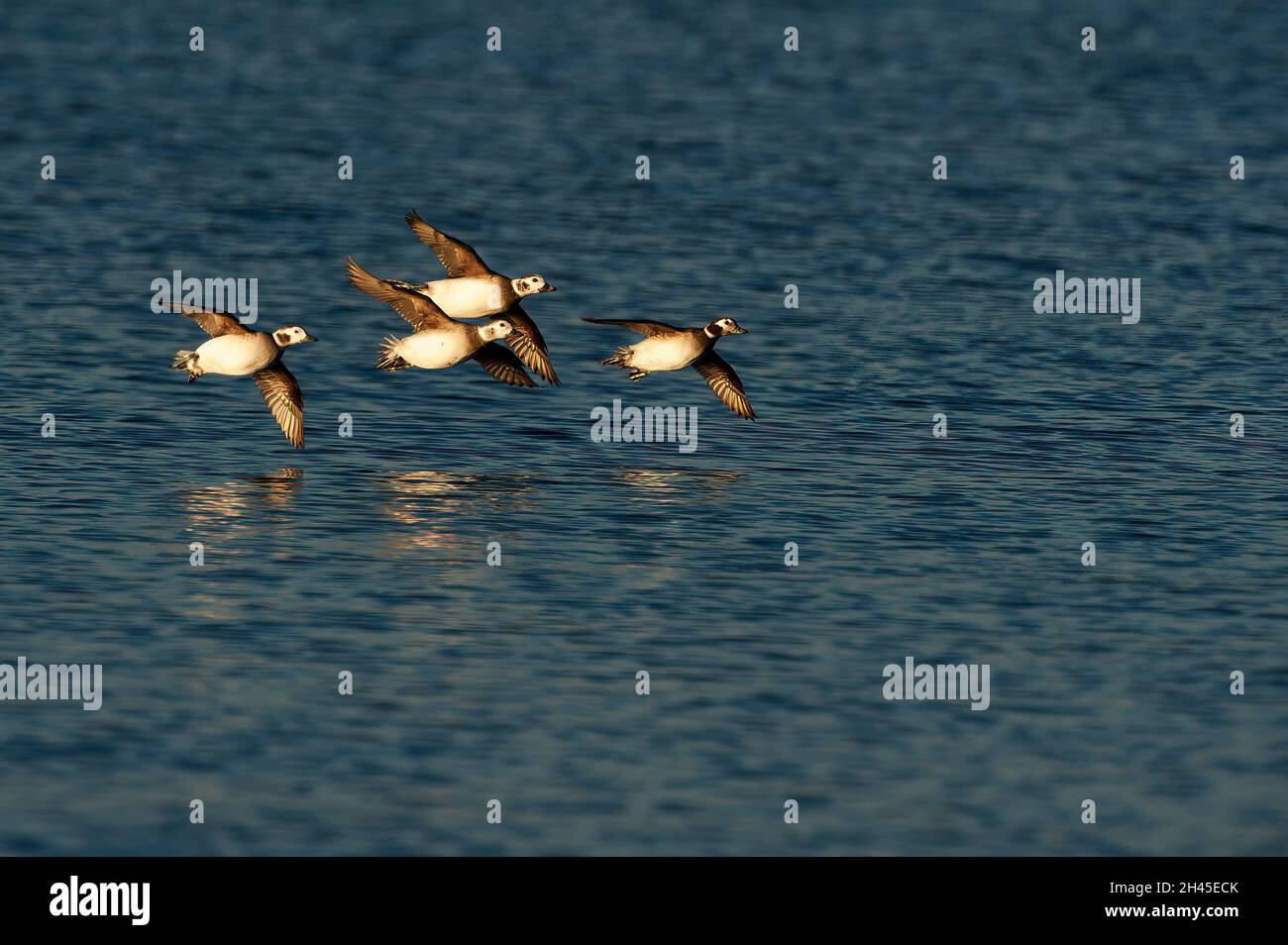 Long-tailed duck flight Stock Photo - Alamy