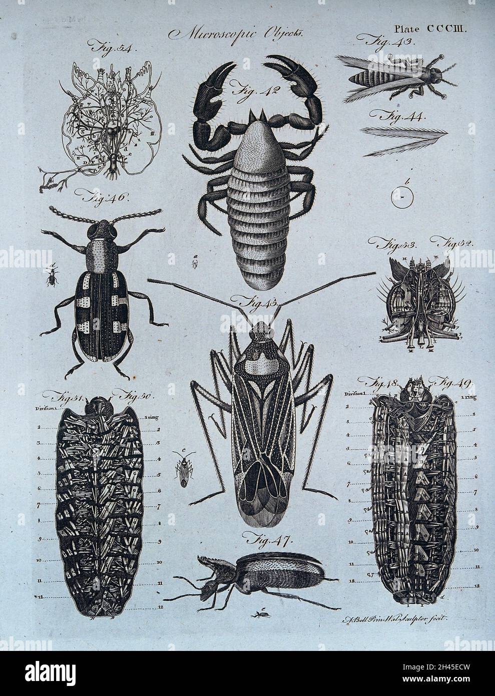 Microscopy: diagrams illustrating insects and parts of insects ...