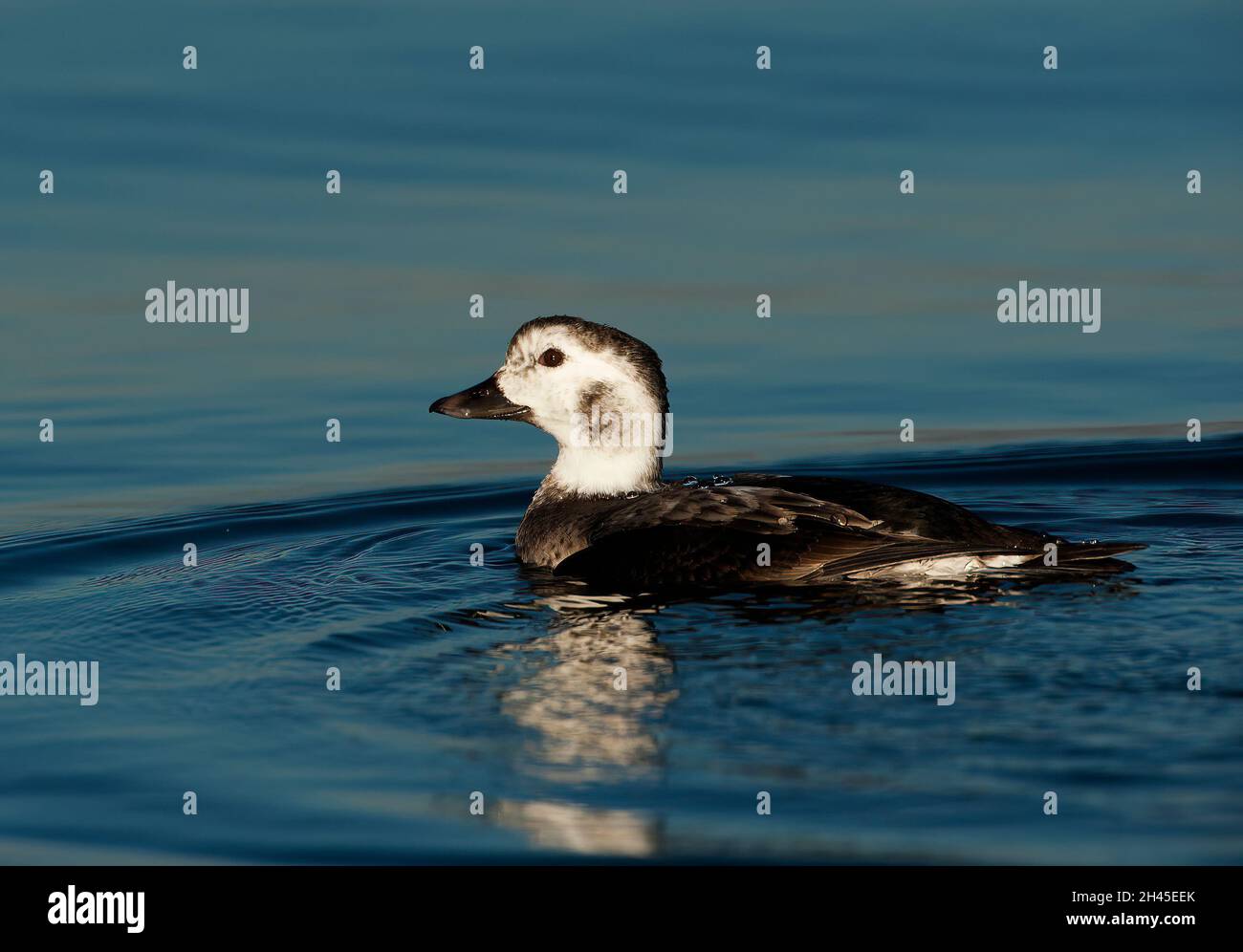 Oldsquaw duck hi-res stock photography and images - Alamy