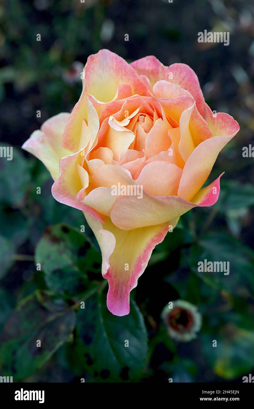 Rosa ‘Gorgeous’ (hybrid tea rose) rose Gorgeous – yellow and apricot ...