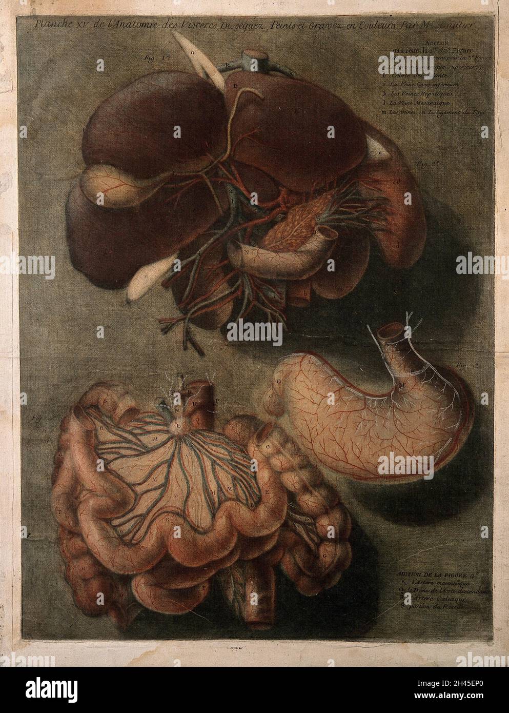 The digestive system: three figures, including dissections of the ...