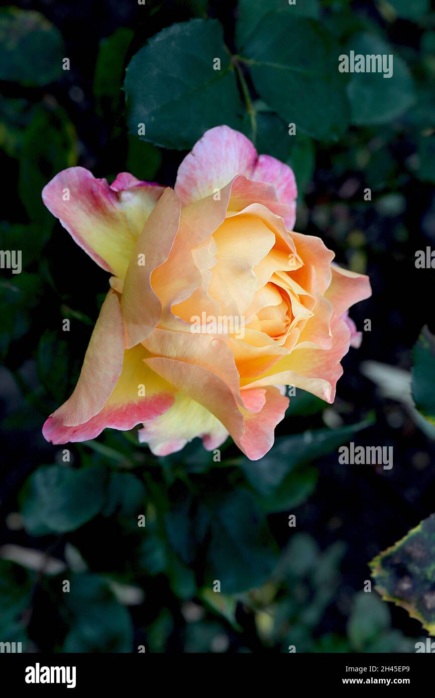 Rosa ‘Gorgeous’ (hybrid tea rose) rose Gorgeous – yellow and apricot ...