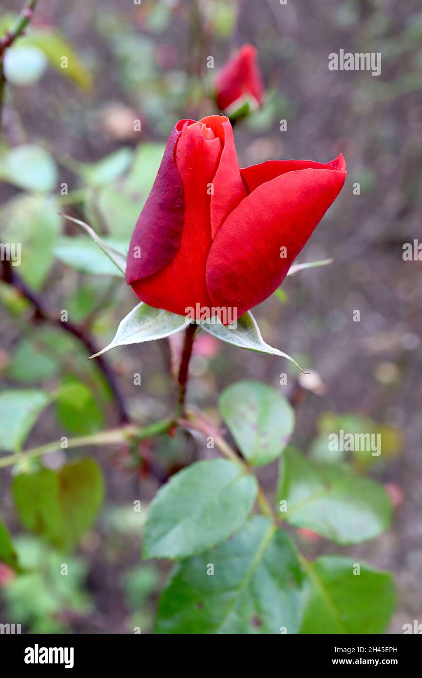 Rosa ‘Hot Chocolate’ (floribunda rose) rose Hot Chocolate – semi-double ...