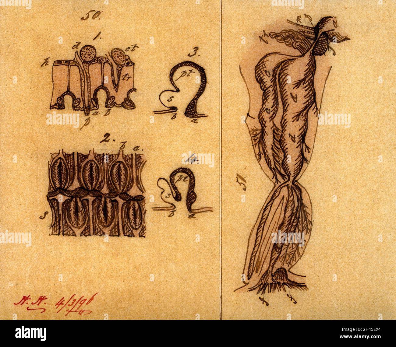Microscopy: parts of a fly's proboscis [?]. Pen and ink drawing, on ...