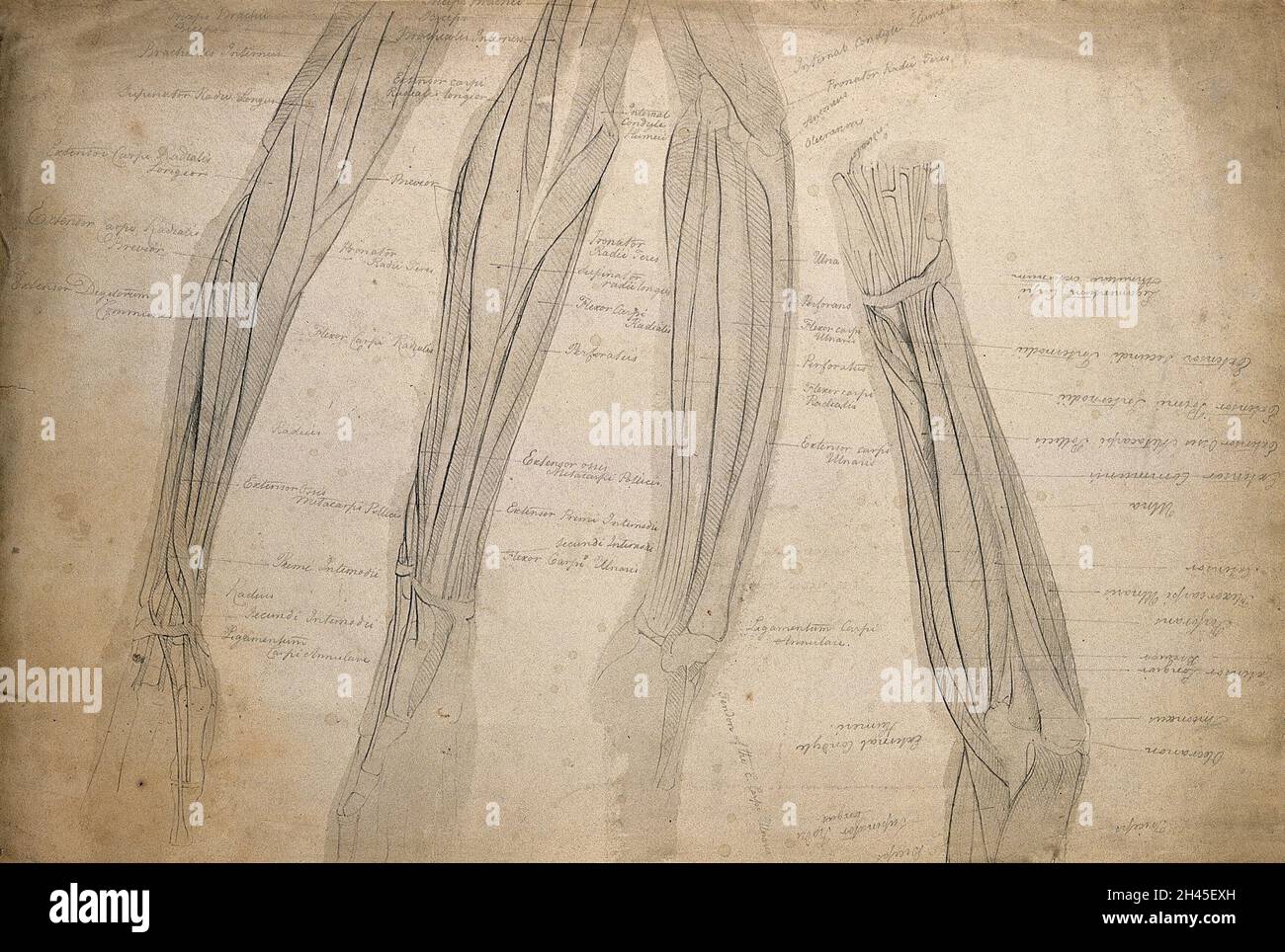 Muscles of the arm: four figures. Pencil drawing, 1804/1815 Stock Photo ...