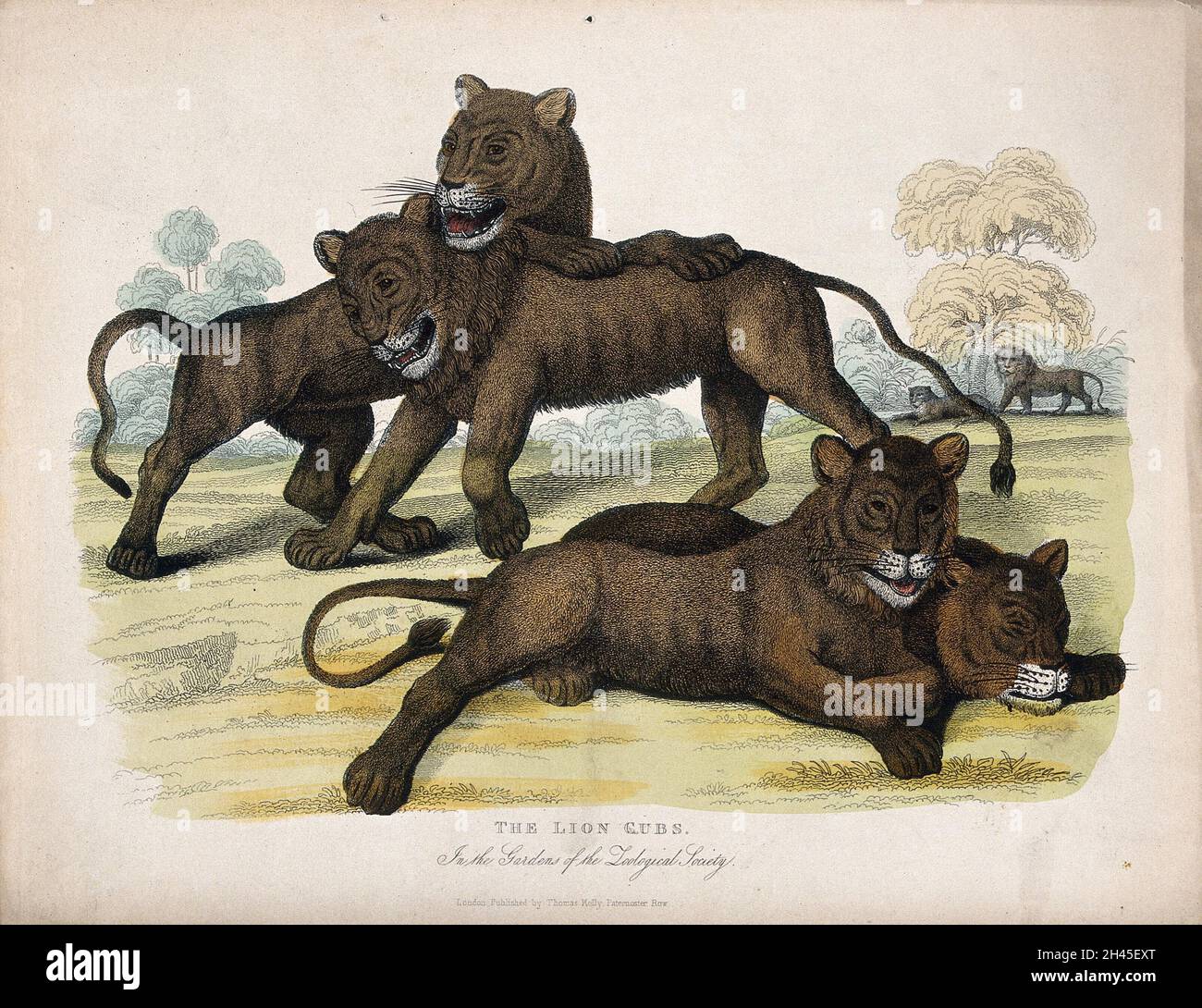 Zoological Society of London: four lion cubs. Coloured etching Stock ...