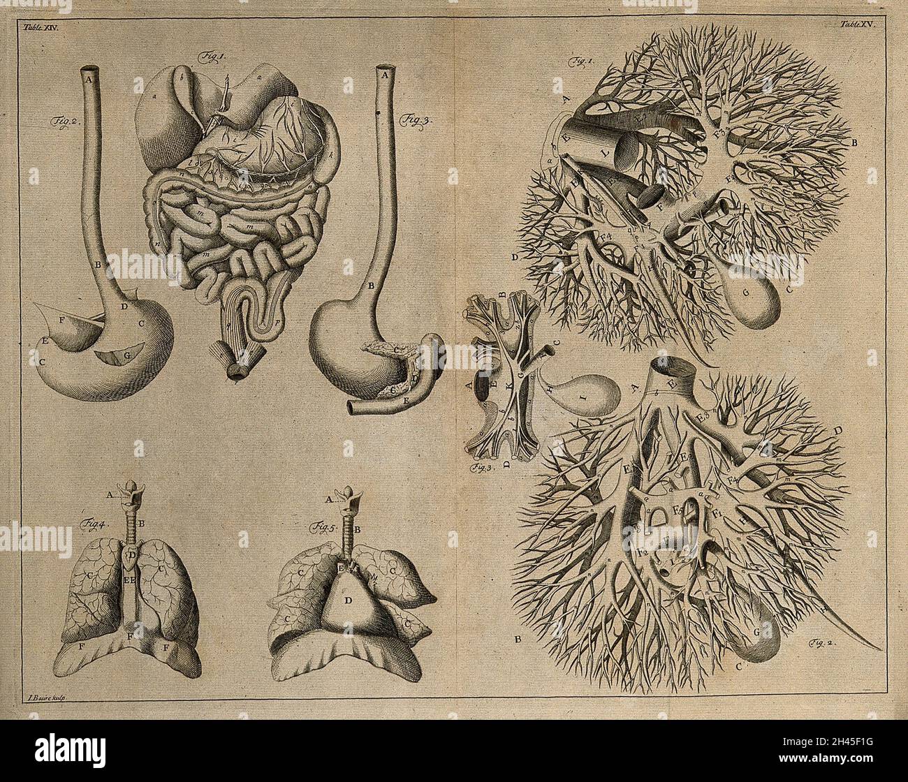 The viscera (Table XIV), after Eustachius; the blood vessels of the ...