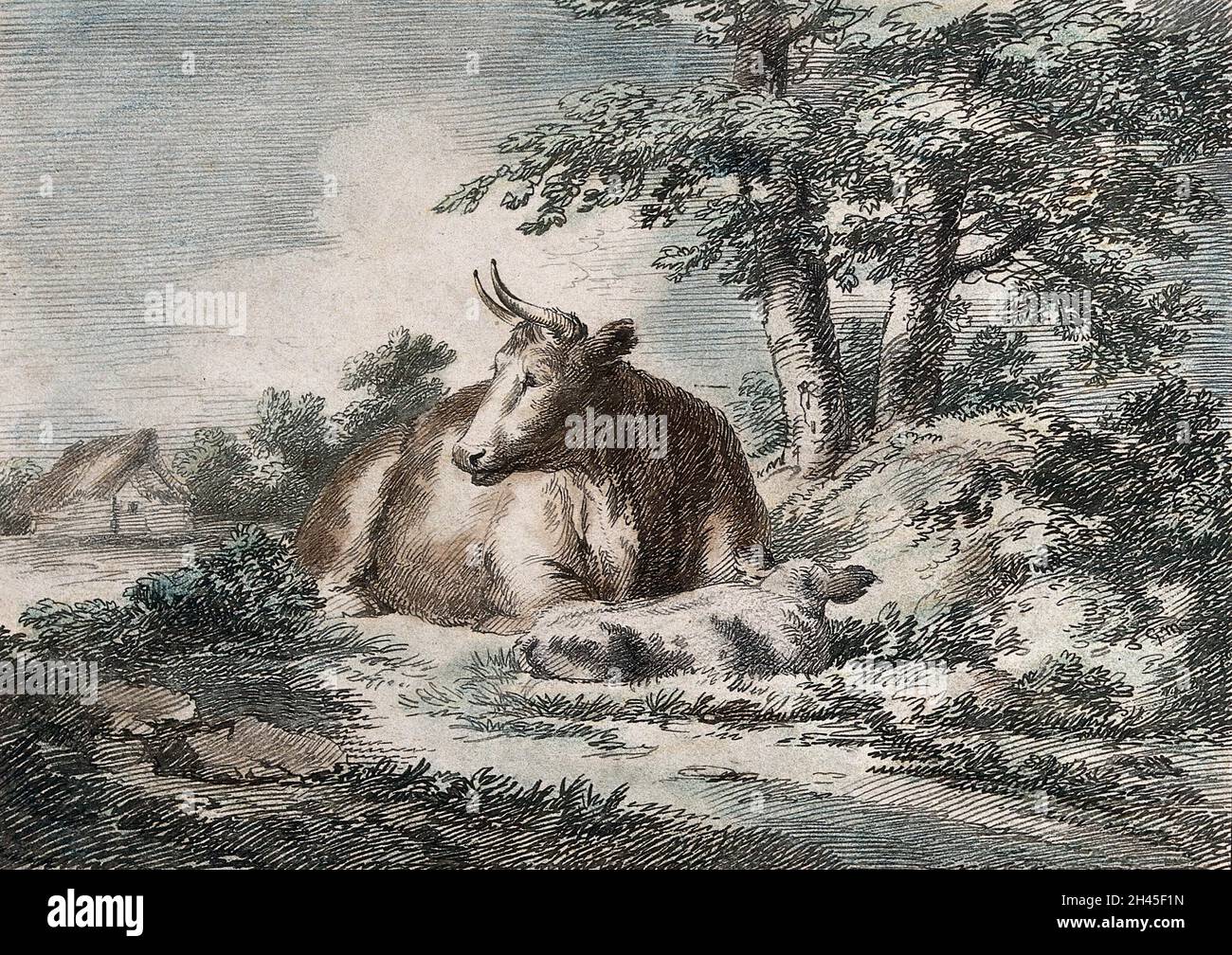 A cow and its calf resting in a bucolic setting. Coloured soft-ground ...