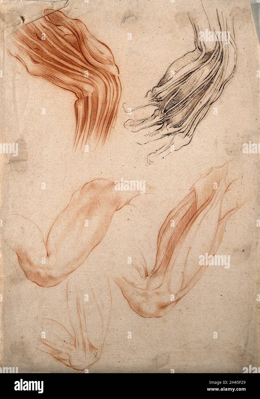 Three figures of the upper arm (above); two figures of the hand showing ...