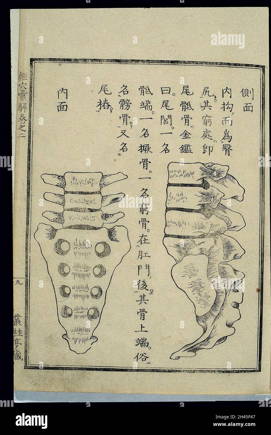 Anatomical illustrtaion: lumbar and pelvic bones, side view Stock Photo ...