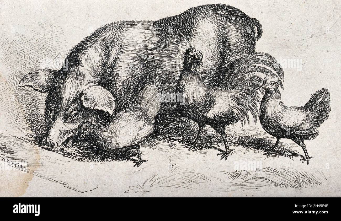 A pig and three hens coming to feed from a trough. Etching Stock Photo ...