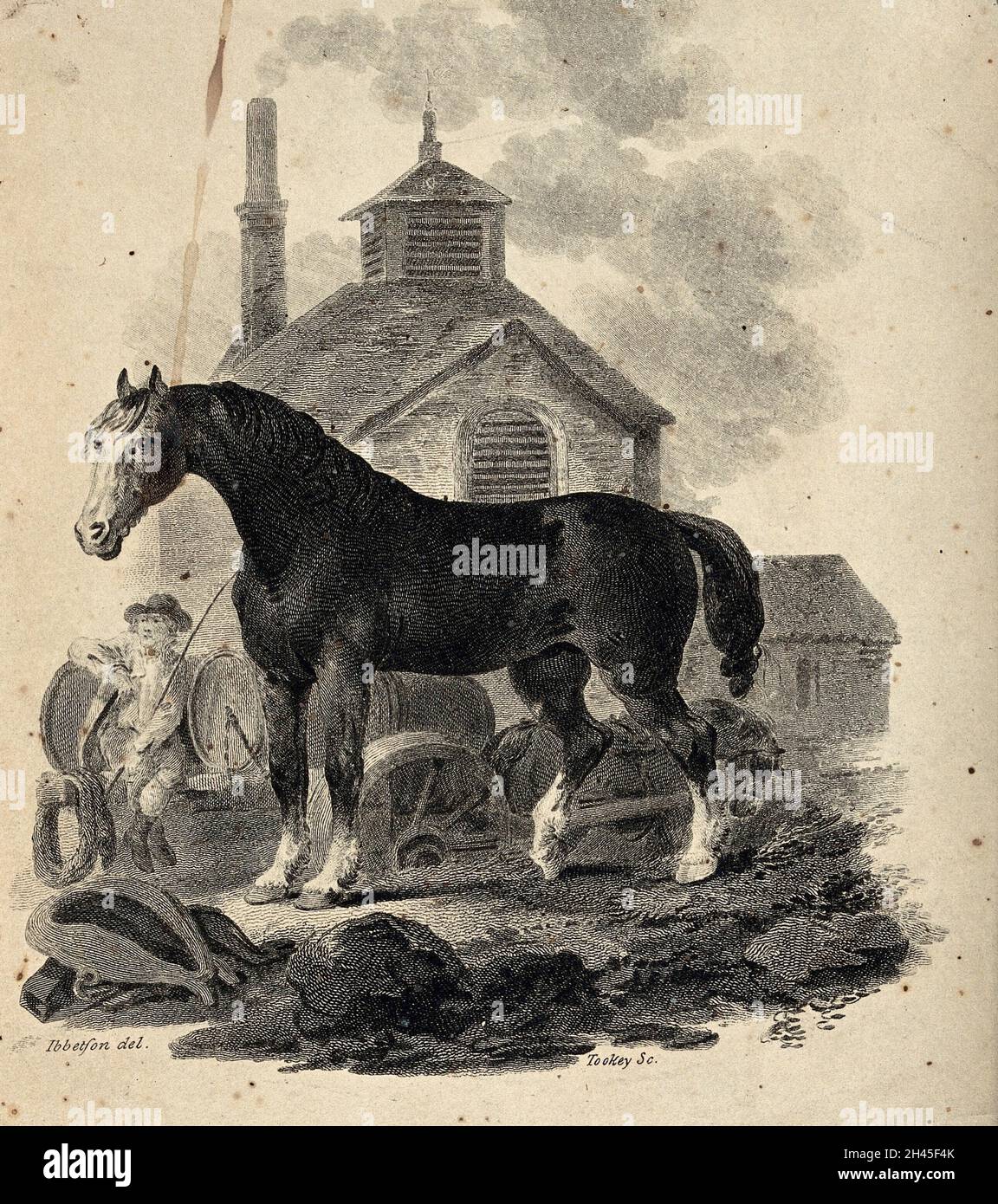 A dray horse standing in front of the dray with the drayman sitting on ...