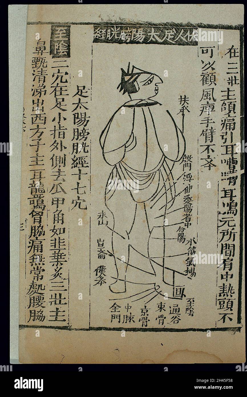 Acu-moxa chart: bladder channel of foot taiyang, prone figure Stock ...