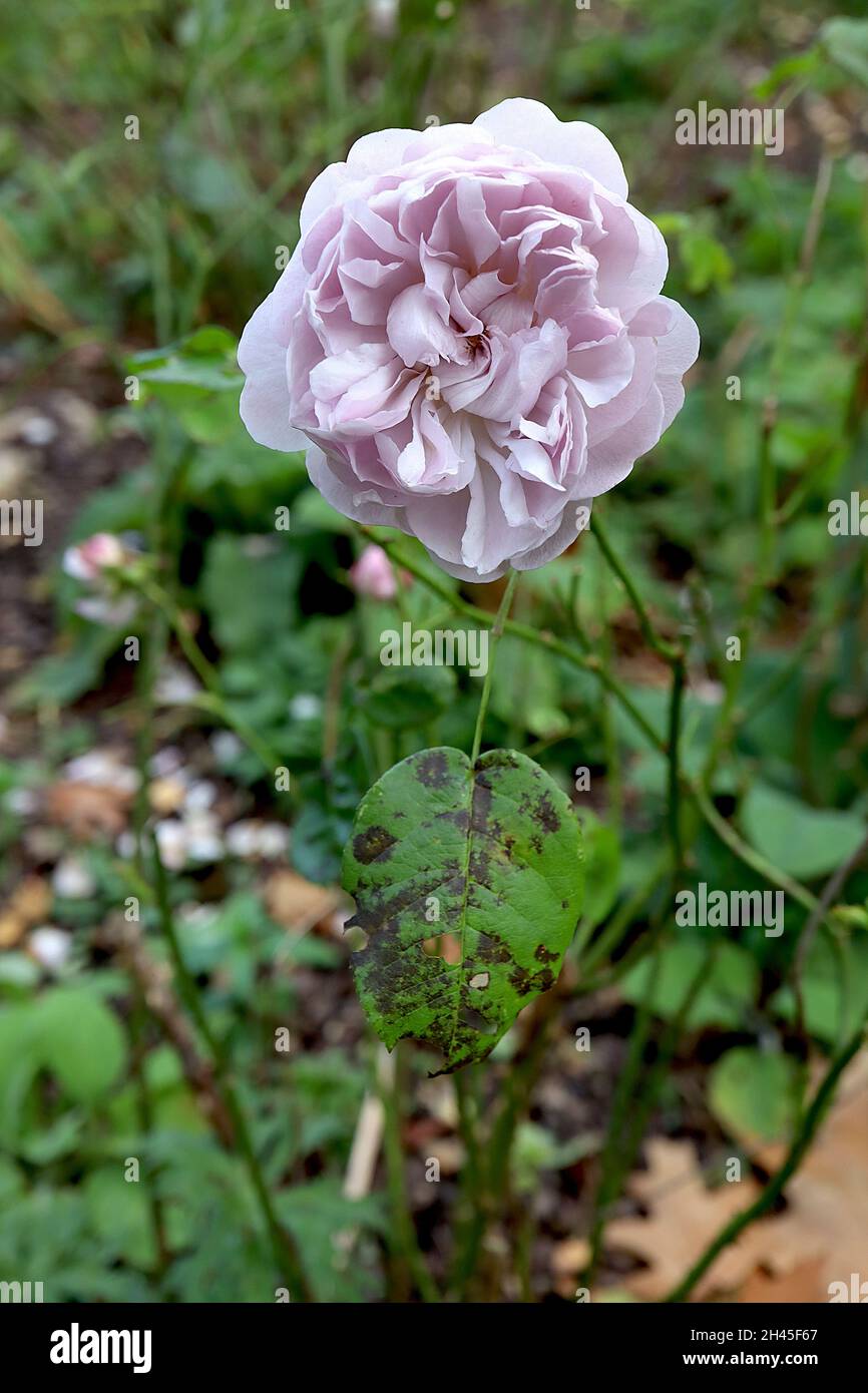 Rosa ‘Sterling Silver’ ? (hybrid tea rose) rose Sterling Silver ...
