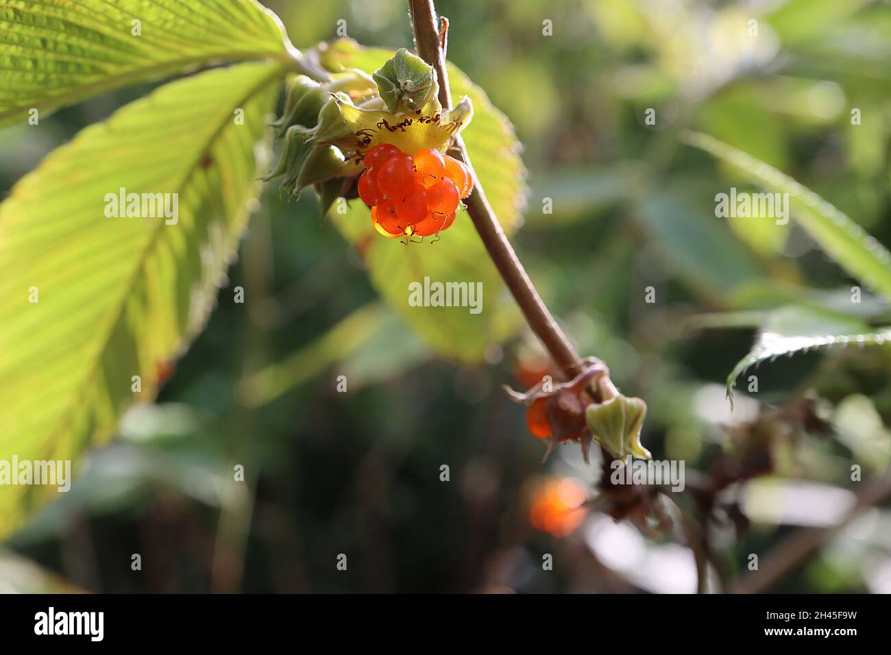 Rubus lineatus hi-res stock photography and images - Alamy