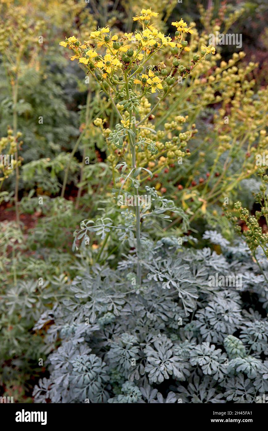 Ruta chalepensis fringed rue – yellow flowers with incurved fringed ...